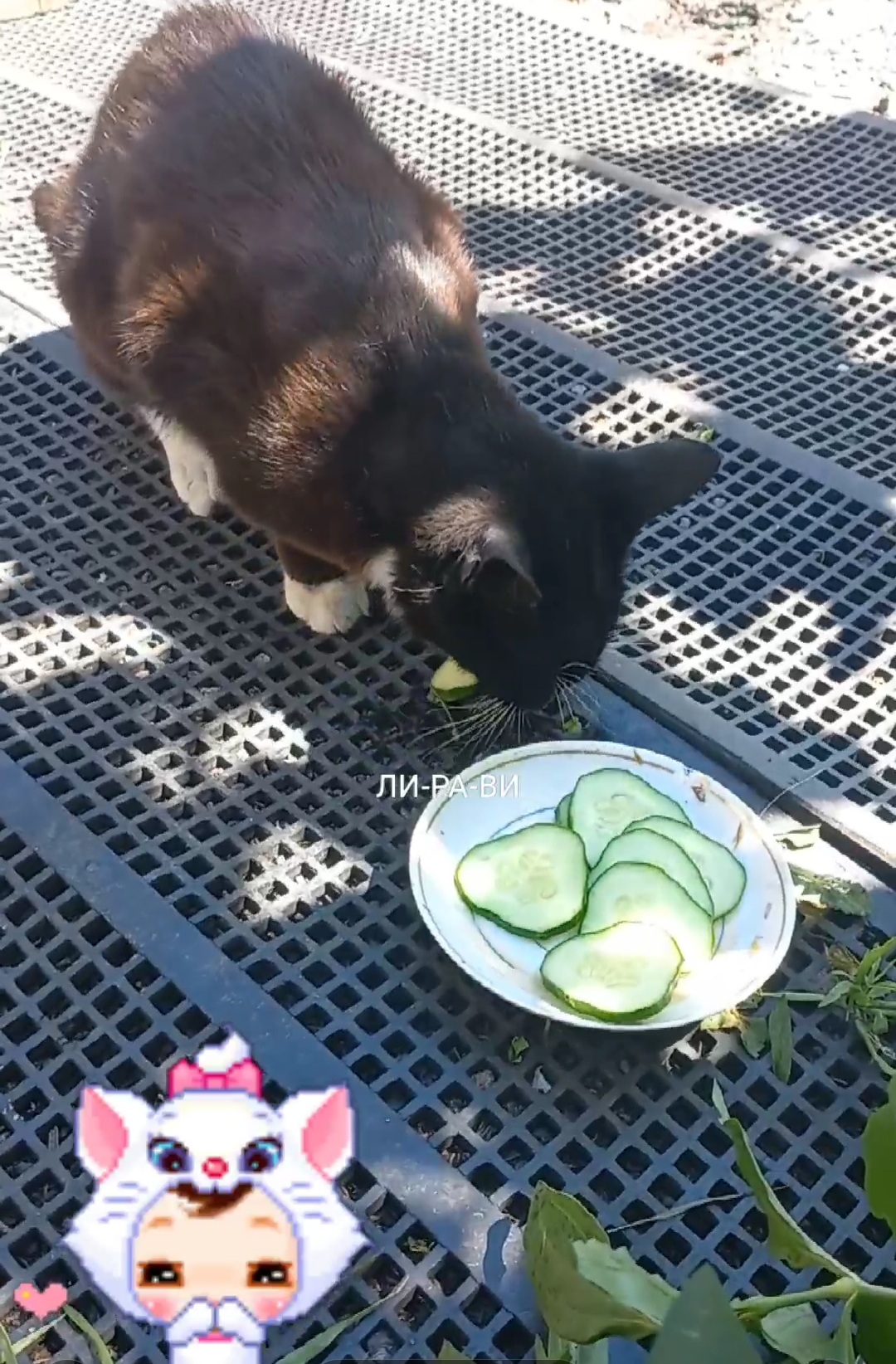 Кошка Ночка любит есть  огурцы.#Shorts