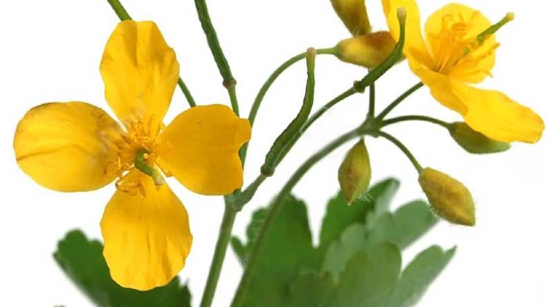 Чистотел. Как выглядит, особенности.