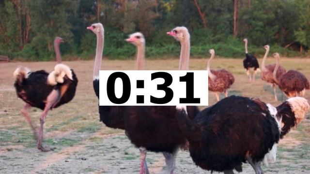 PETS AND ANIMALS (Решу ЕГЭ)