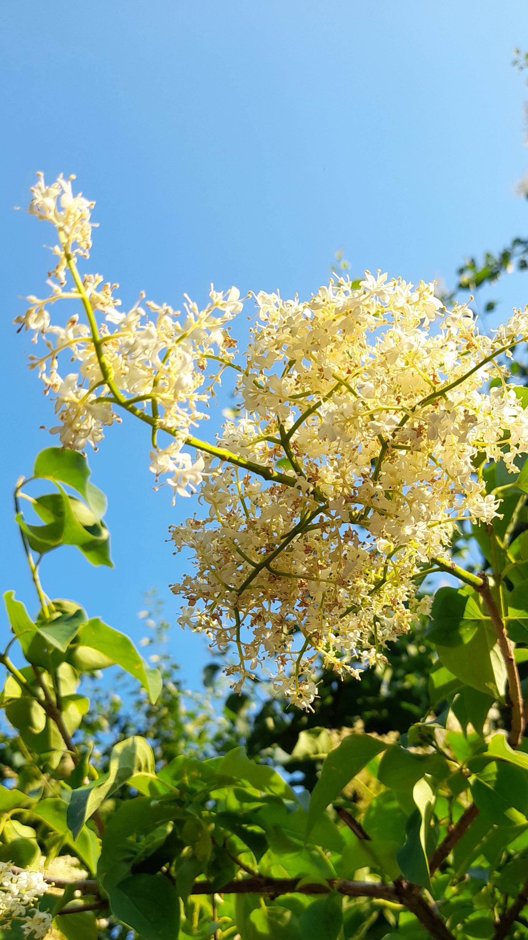 просто сквер. цветёт. новосиб. лето