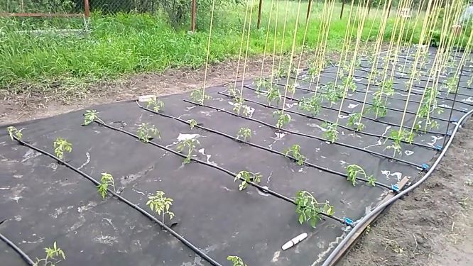 Лето! Собачий холод. А не выгнать ли помидоры на улицу из теплицы. Пора. Пусть привыкают. Это Россия