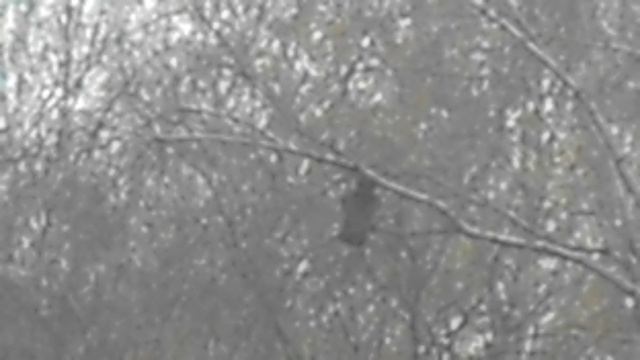 Ворона на суку 54353534 DSCN4907