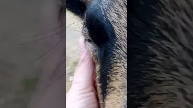 Красивая мордашка ? Beautiful face ? #деревня #village #villagelife