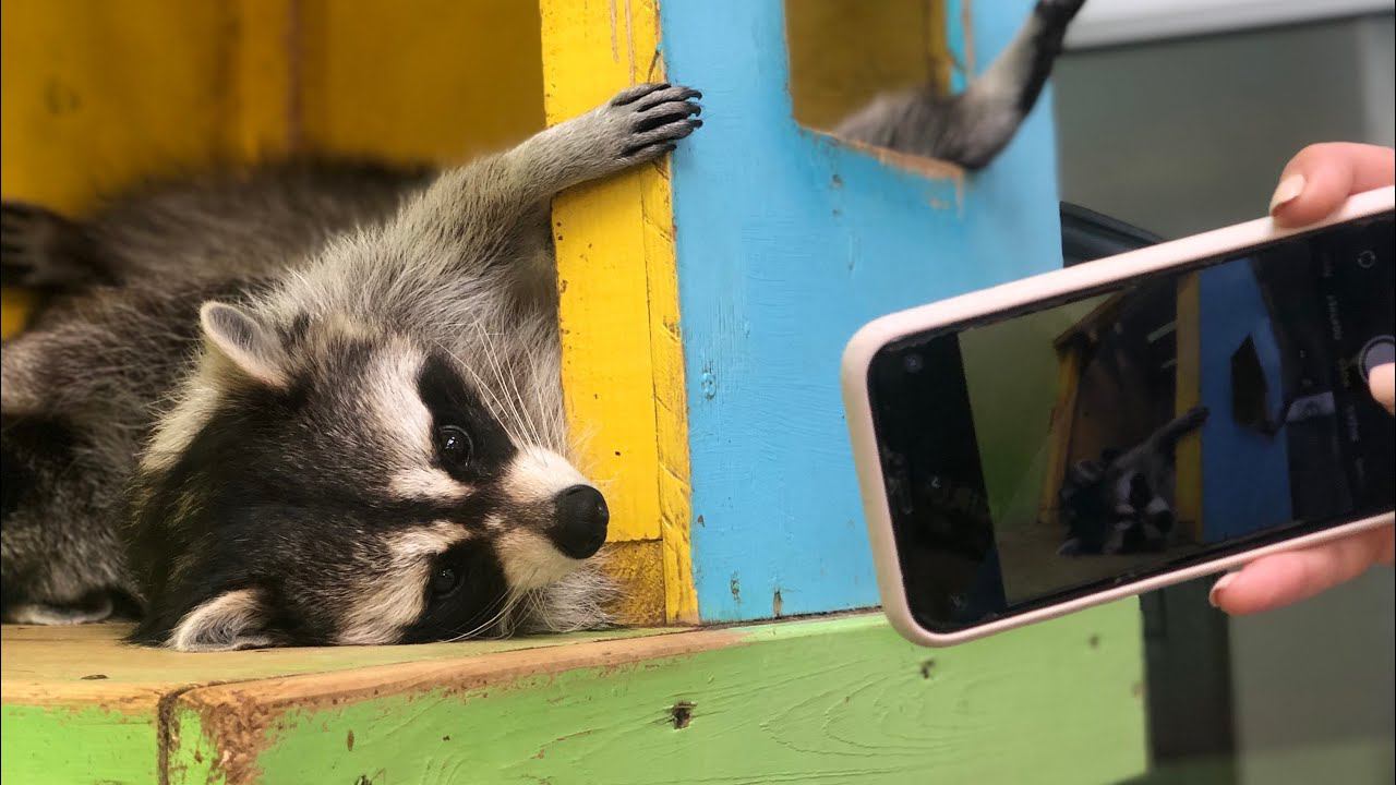 Что хочет твой внутренний ребенок?#психологияличности#внутреннийребенок#еноты#кудасходить#психолог