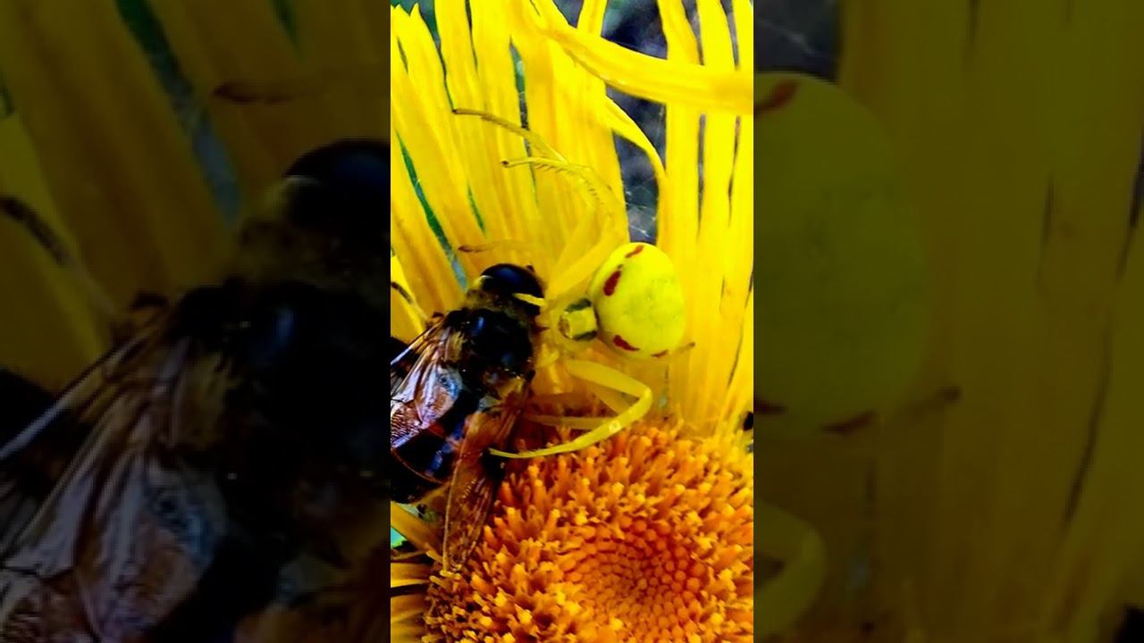 Нападение желтого цветочного паука на пчелу