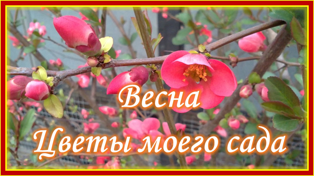 Весна. Цветы моего сада