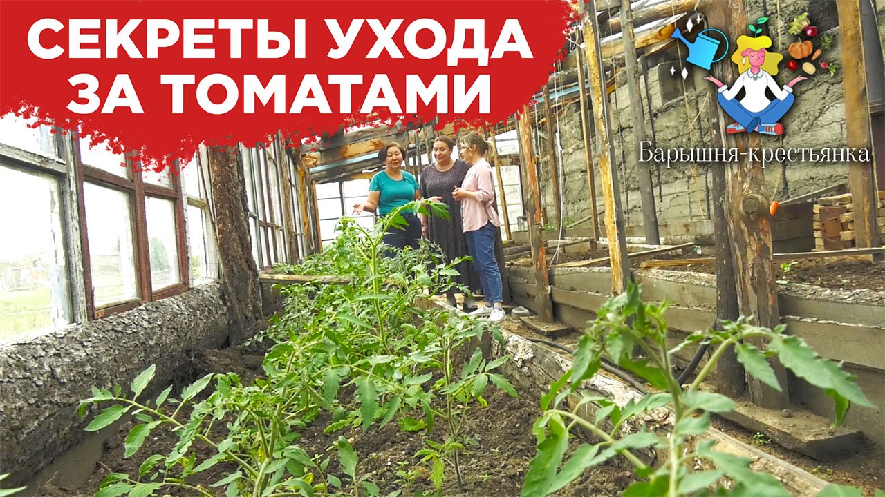 Секреты ухода за томатами | Барышня-крестьянка