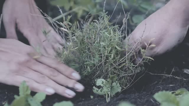Сажаем чабрец на даче. Калина и пижма  - что с ними делать?