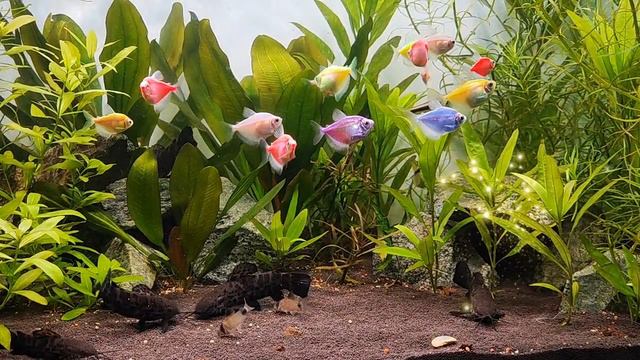 У чудесных рыбок, свой хрустальный дом.