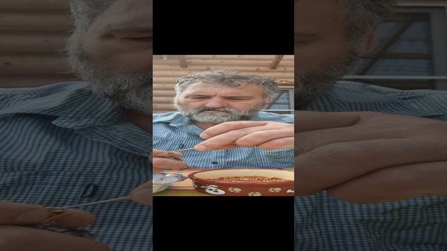 Как покормить слабую птичку