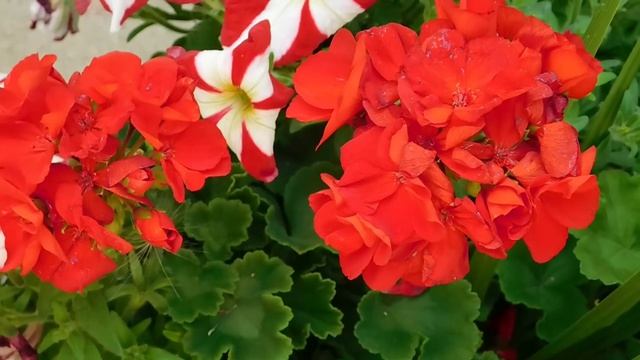 Компаньоны на клумбе: петуния и пеларгония