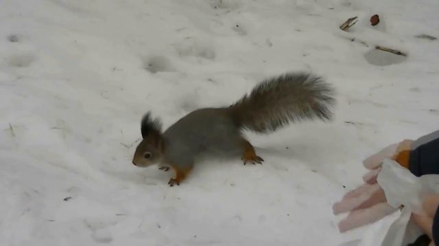 Ручные белки в зимнем парке Кусково 2017