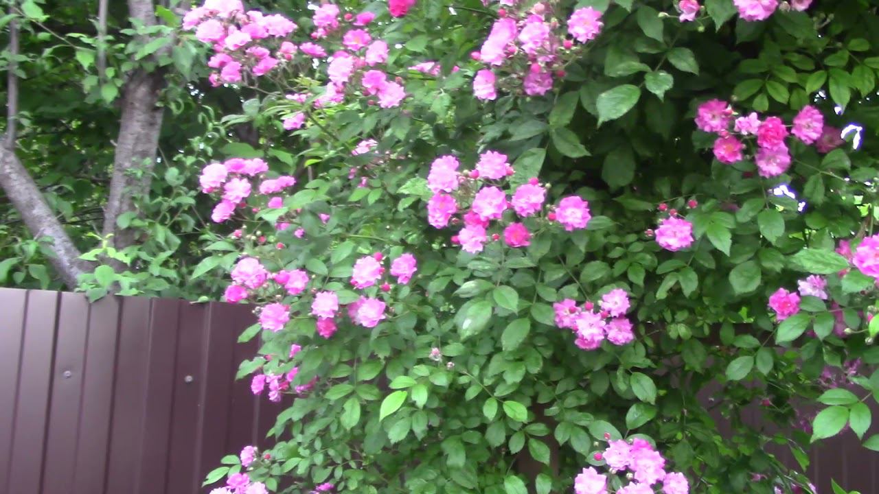 Цветение плетистой розы на арке