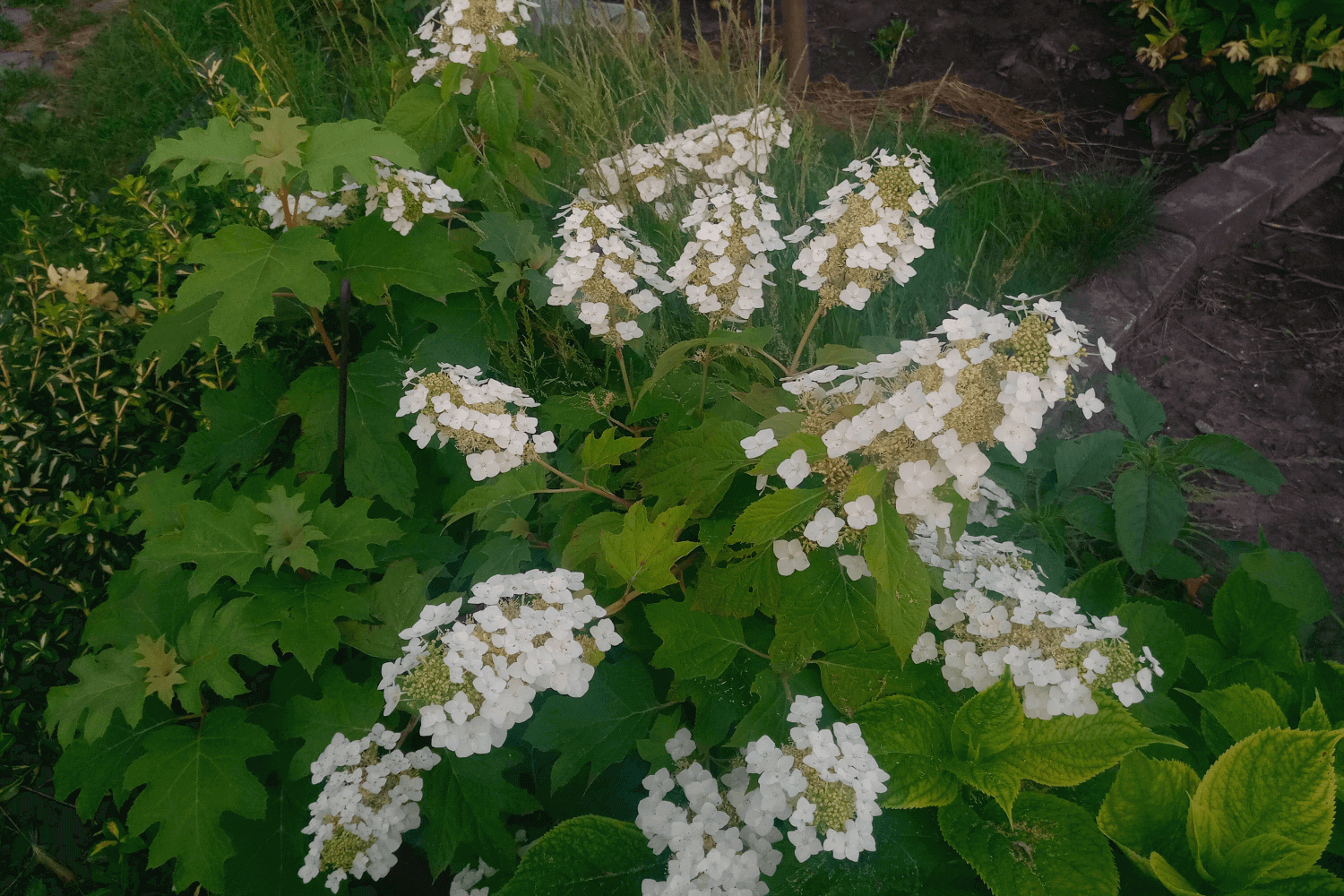 Гортензия дуболистная. Обрезка (Hydrangea quercifolia. Pruning)