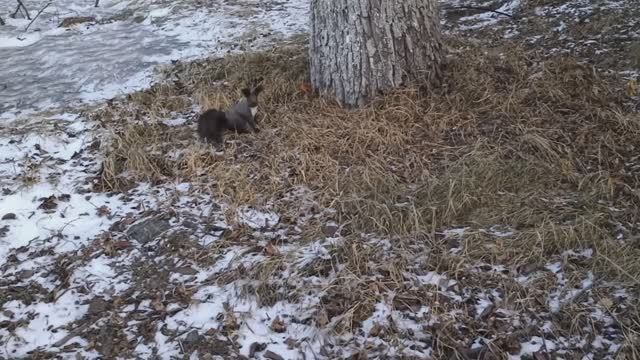 Белка в городе.