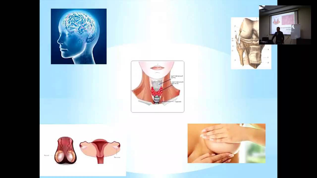 Эндокринная система