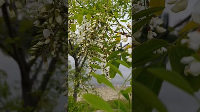 акация цветет