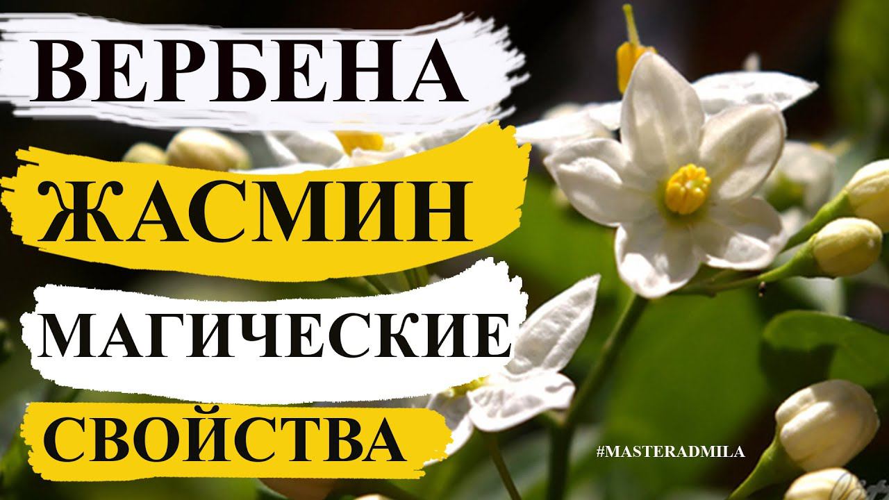 Магия трав | Вербена | Жасмин