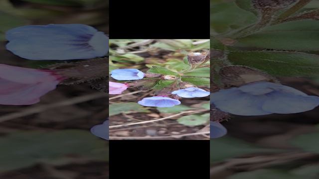 весенние цветы