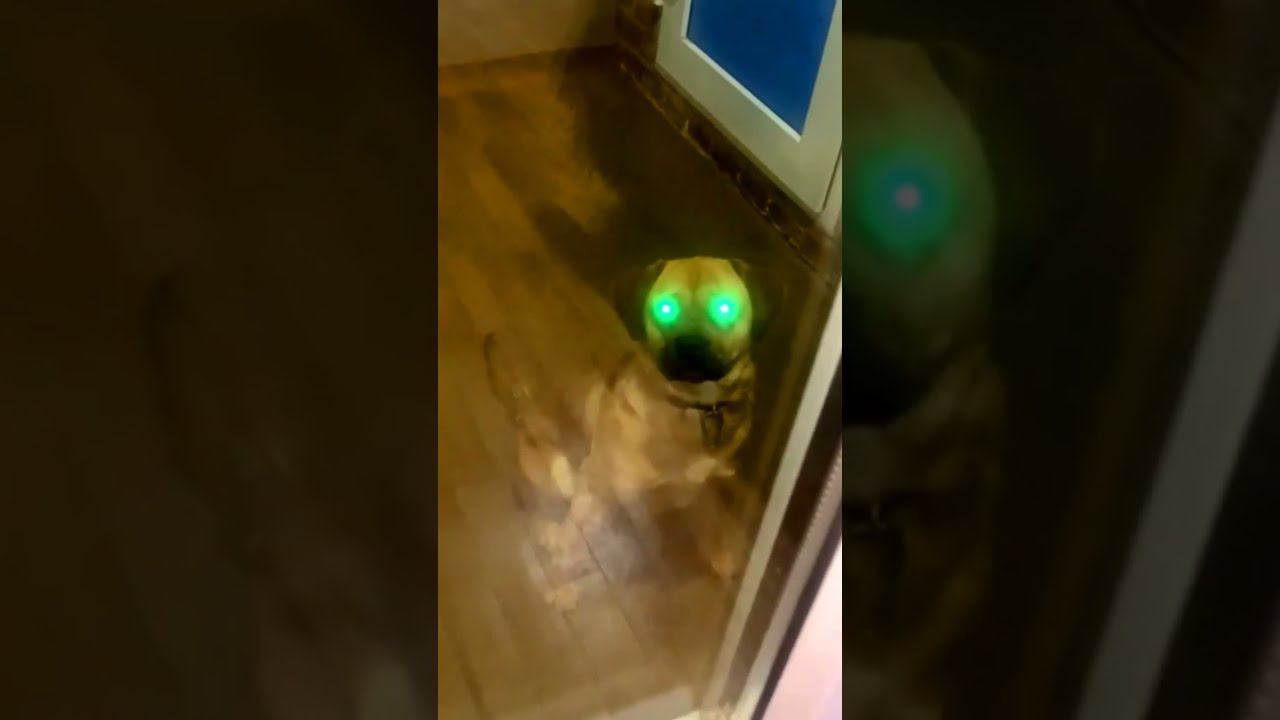 У собаки светятся глаза