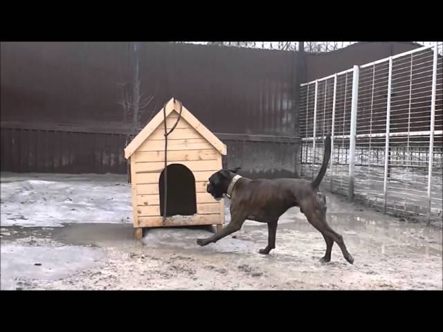 Зоогостиница «Территория Животных»  Тай веселится.