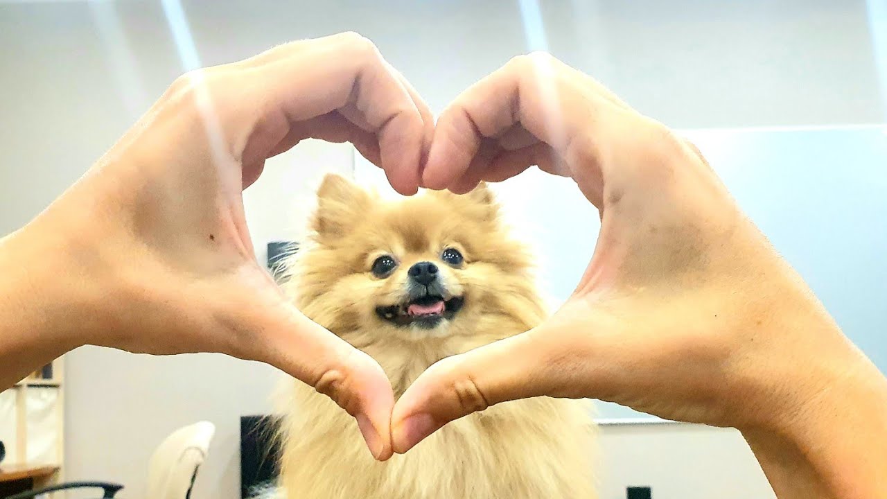 Бася Шпиц дарит сердечко ❤ всем подписчикам!