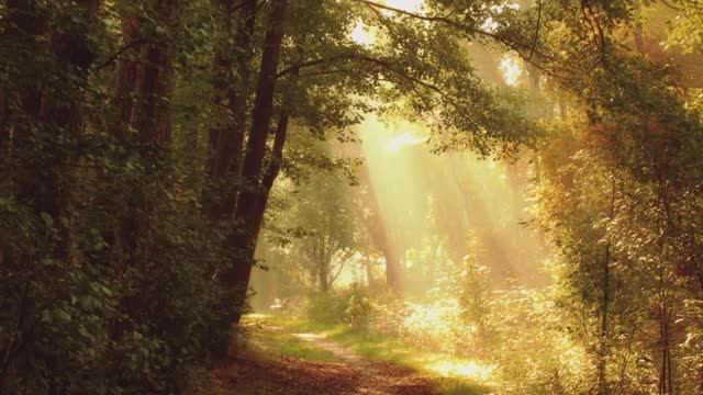 Читаем «Азбуку» Л.Н. Толстого. «Как мальчик рассказывал про то, как его в лесу застала гроза».mp4