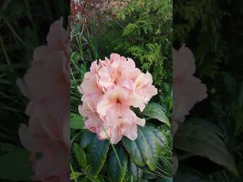 Первые цветы на даче в июне.