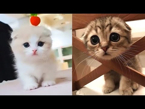 СМЕШНЫЕ ЖИВОТНЫЕ РЖАЛИ ЦЕЛЫЙ ЧАС ПОПРОБУЙ НЕ ЗАСМЕЯТЬСЯ