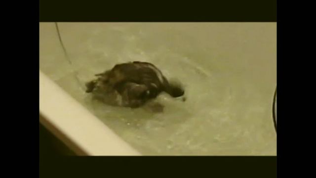 ЧАЙКА в домашних условиях