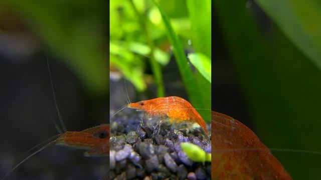 Видео аквариумных креветок вишня на рутуб