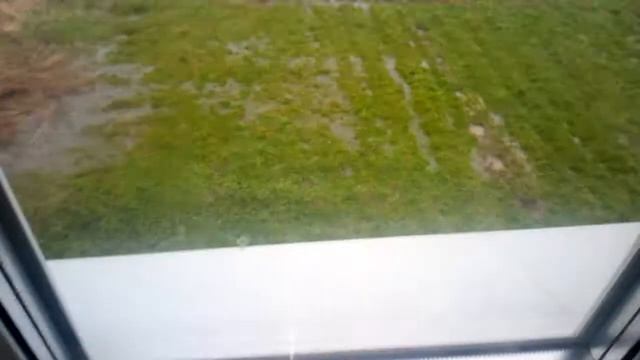 ??земляника мелкоплодная обзор рассады ??