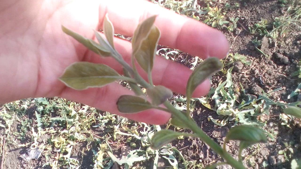 Что с ХУРМОЙ? Посадка и развитие.