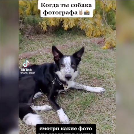 Собака фотографа