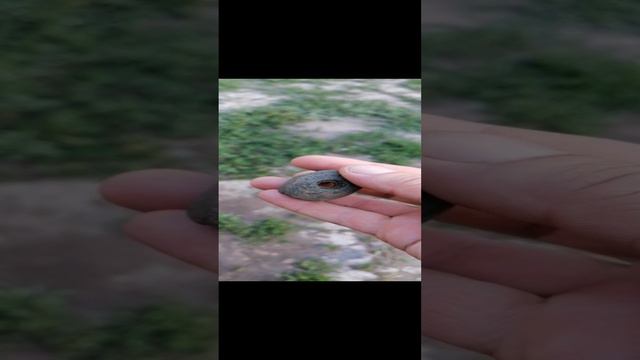 Находка на огороде.