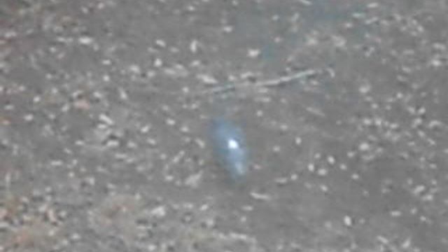 Одинокий голубь на голой земле 2545 DSCN5246