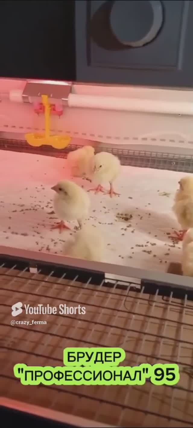 🐥Понаблюдаем за маленькими цыплятами_Брудер _Профессионал_95 #ферма #птицеводство #курятник #shorts