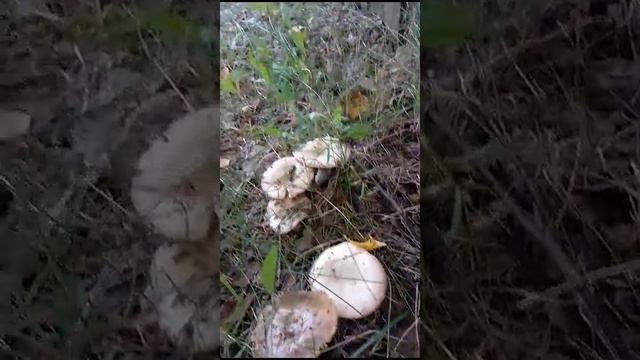 Поляна грибов на участке 6 соток
#грибы #лето #поляна #синявки #6соток #дача