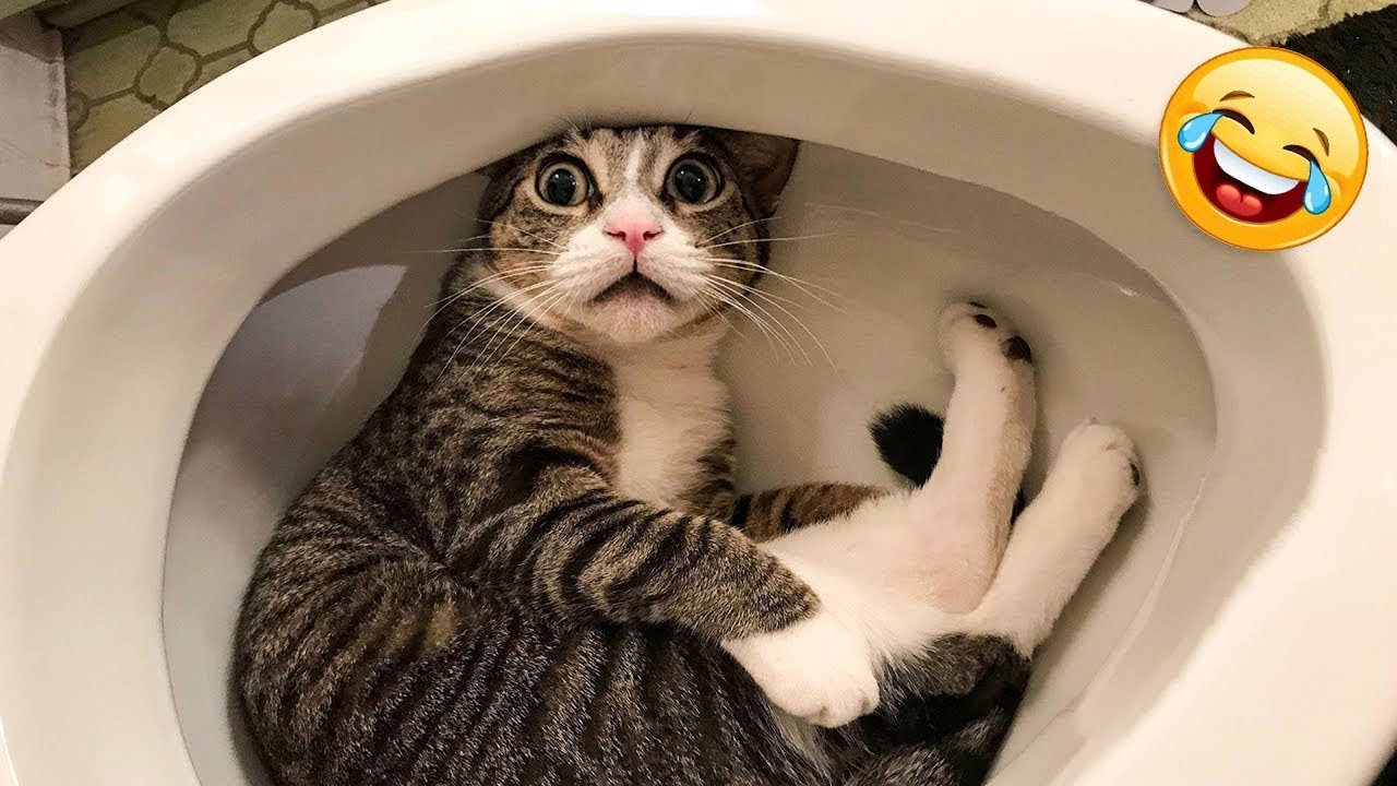 Самые смешные животные! Приколы с котами и собаками! #25