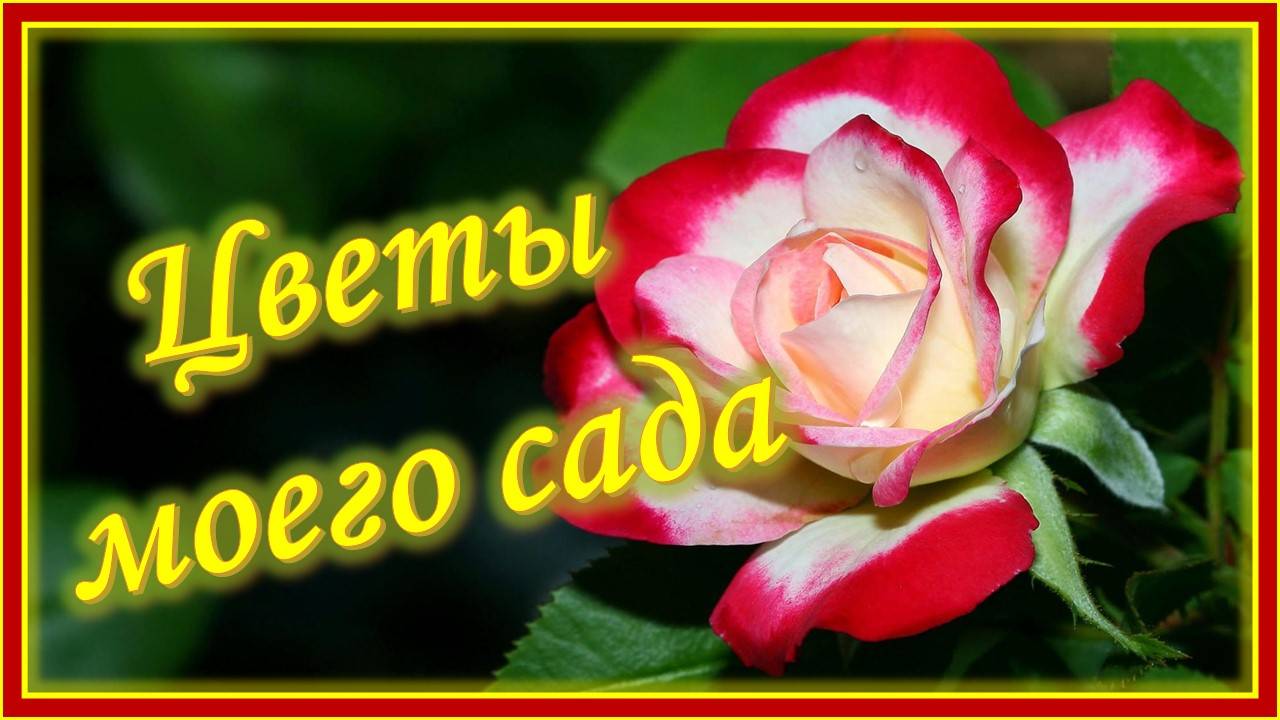 Цветы моего сада. Розы