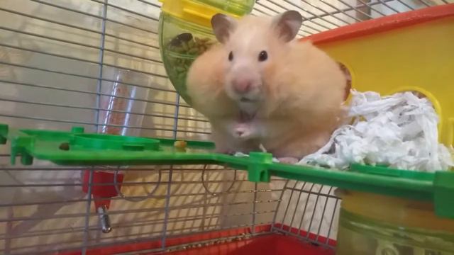 У ХОМЯКА ГИГАНСКИЕ ЩЁКИ