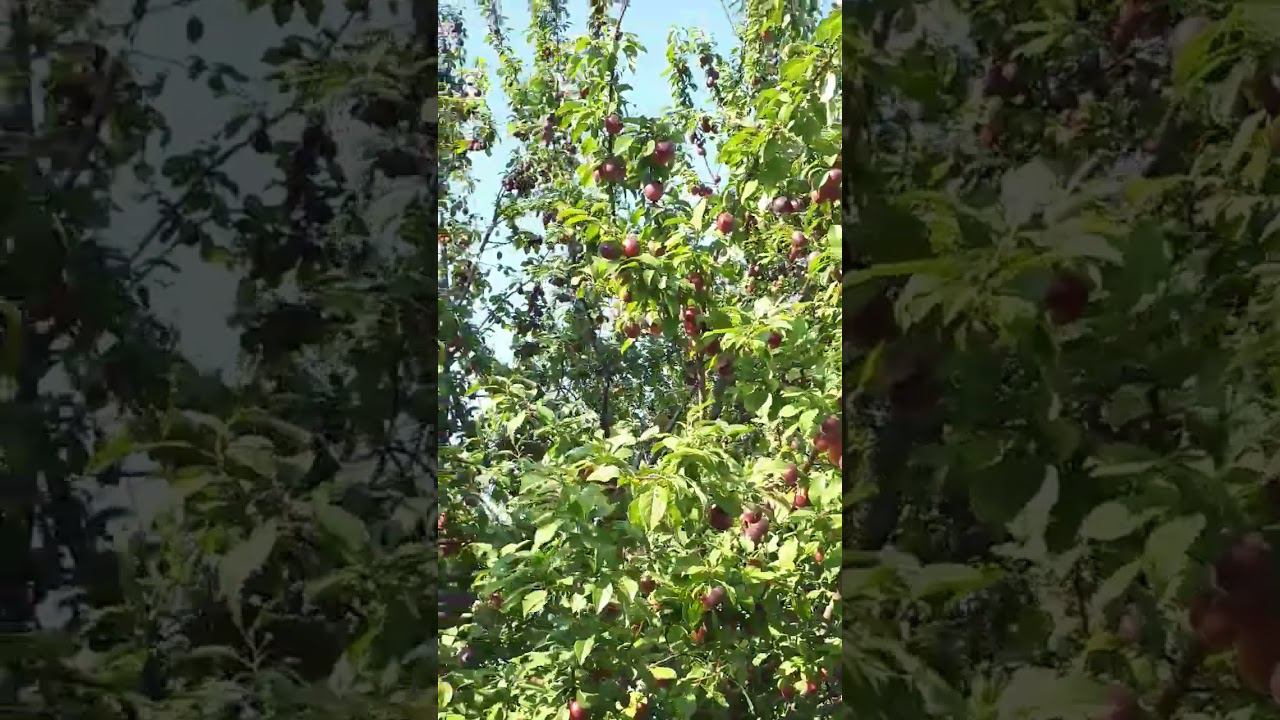 Алыча и абрикос "самосейки" 3 июля 2024 г.