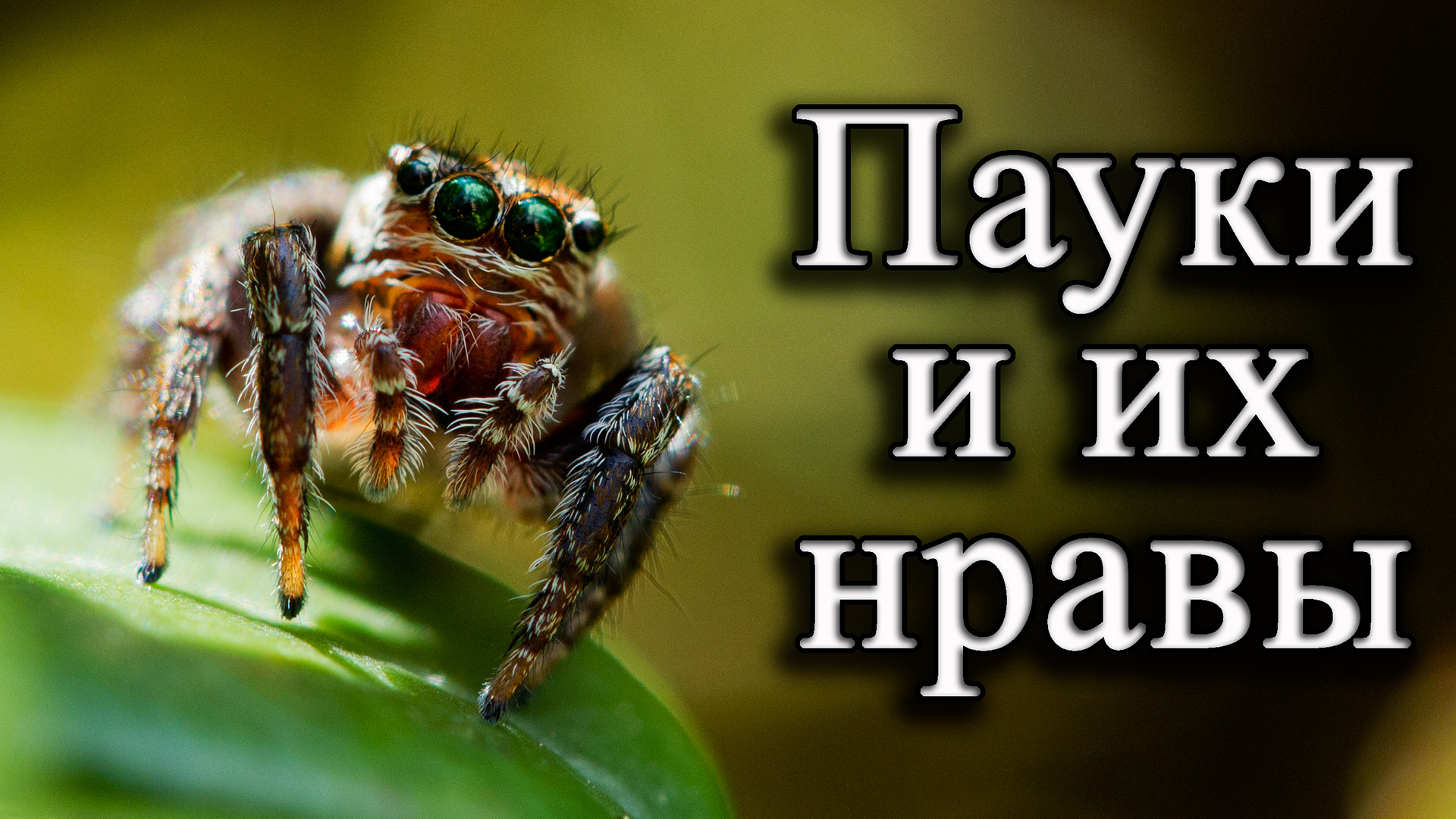 Документальные фильмы