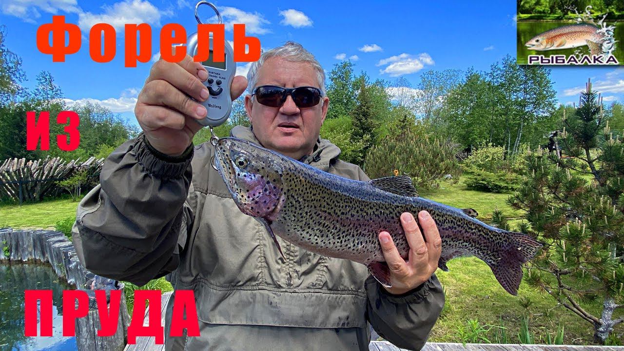 Форель из пруда. Рыбалка в Ленинградской области.