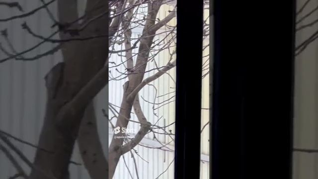 #кормушка #птицы #зима #shorts #shortsvideo #video #shortvideo #животные #short