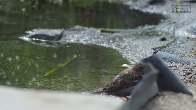 Купание воробьев в прудике Ботанического сада ЧелГУ