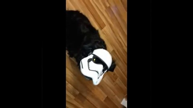 Приколы с животными на мою музыку)