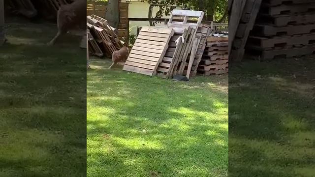 Курица гоняет собаку