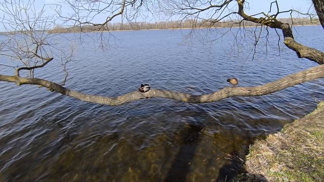 Вело Минск "Дрозды" 01.04.2024 часть 2