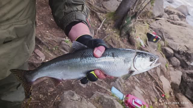 Горбуша 2023. Умба, 2600 км и ни хвоста